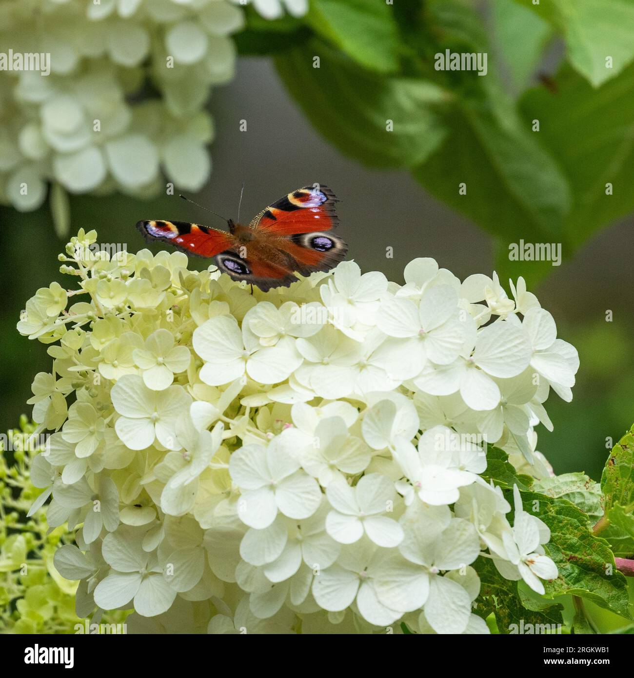 Butterfly on hydrangea paniculata flower hi-res stock photography and images - Alamy