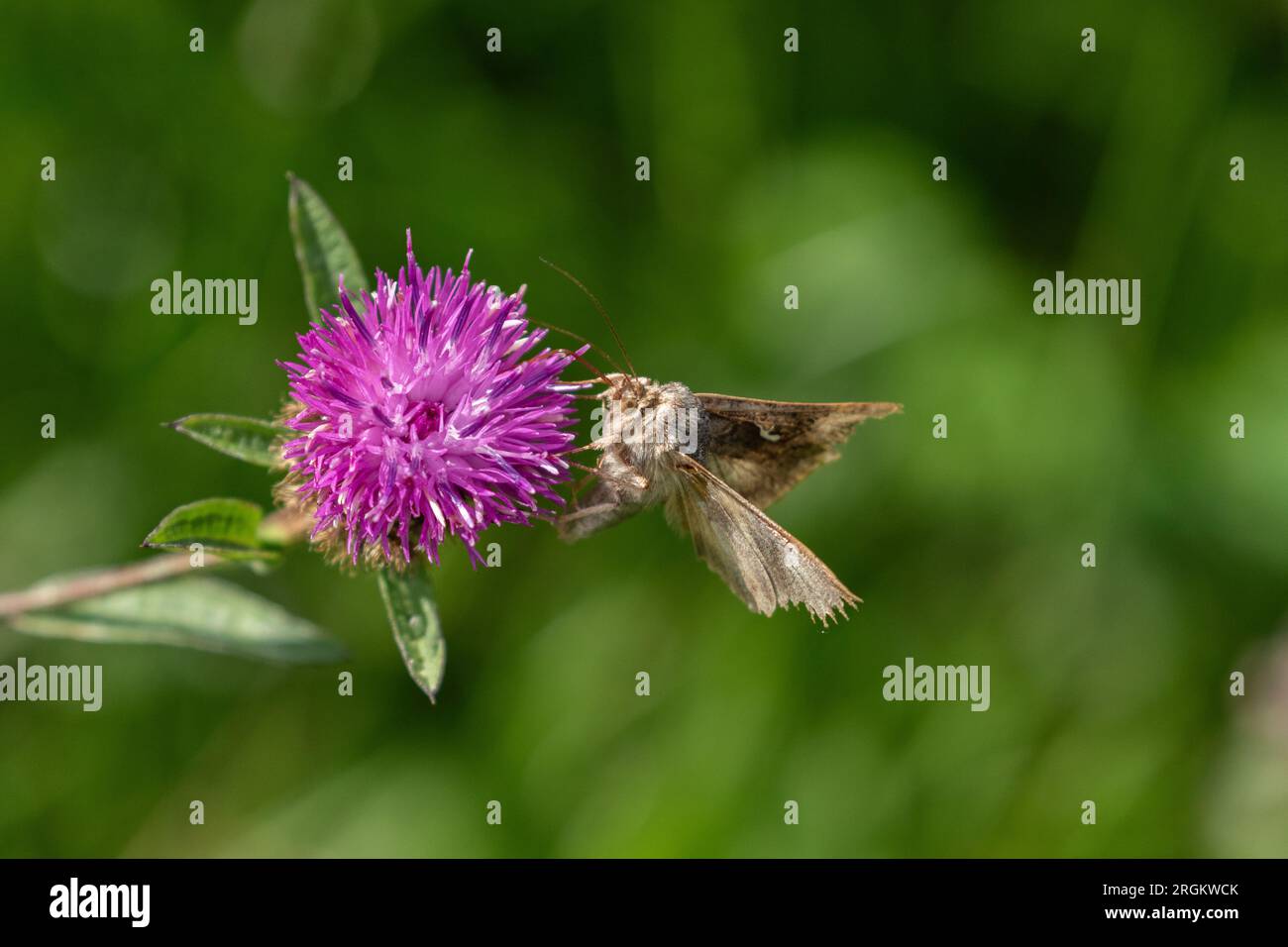 Moth with y mark on forewing hi-res stock photography and images - Alamy