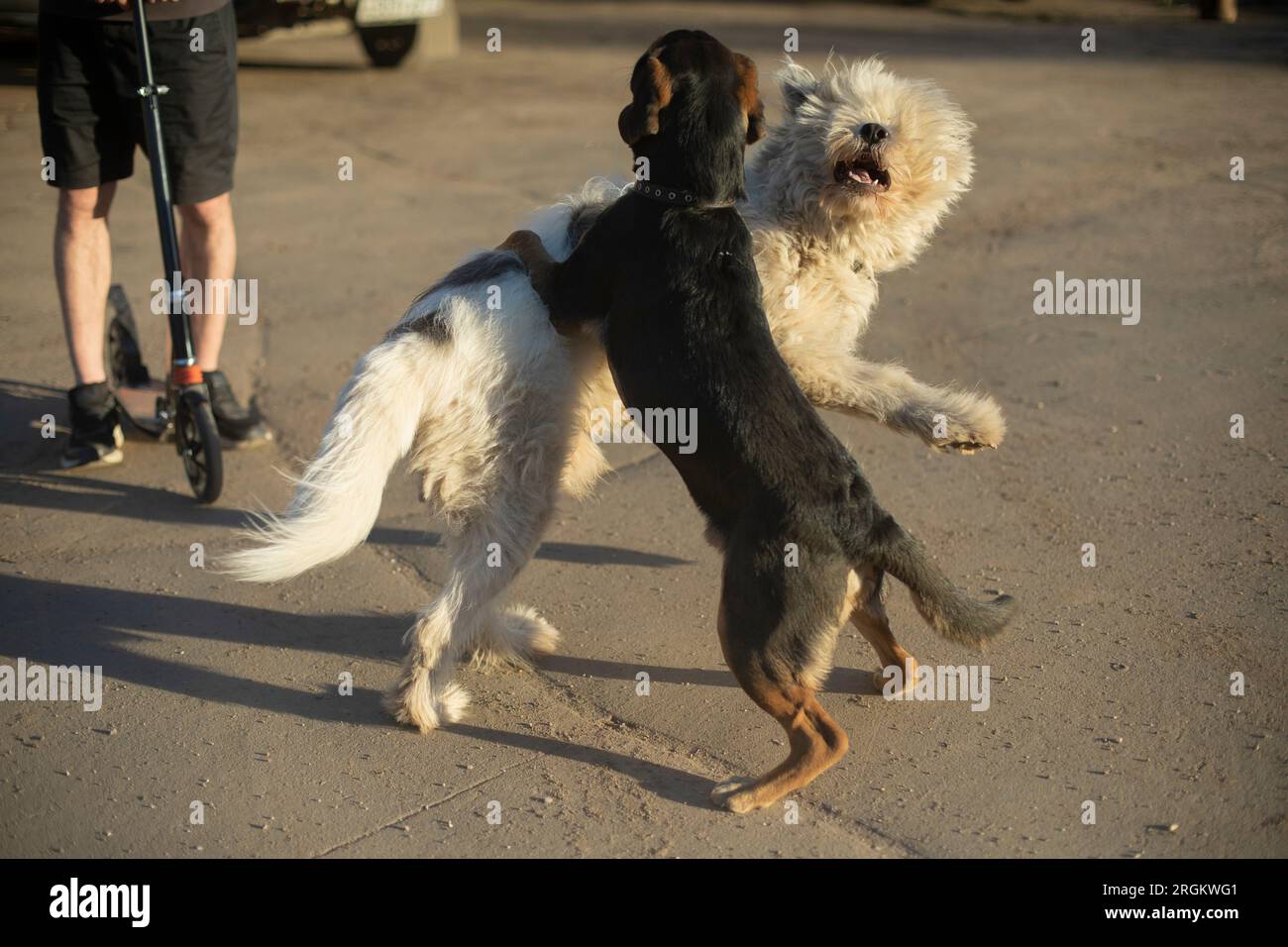 Two dogs dance hi-res stock photography and images - Alamy
