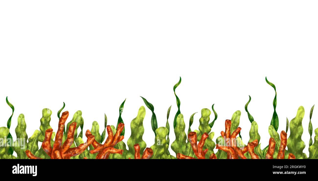 Seamless border of green seaweed and red coral. Underwater tropical ...
