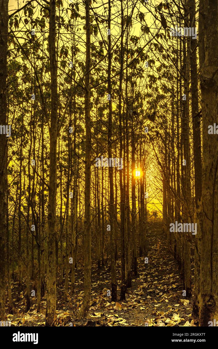 Experience the mesmerizing beauty of a sunset casting its golden glow ...