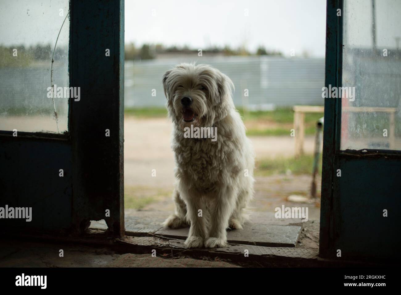 Maltese guards hi-res stock photography and images - Alamy