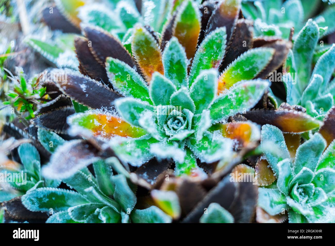 Frozen nature with leaves. Green background. High resolution photo ...