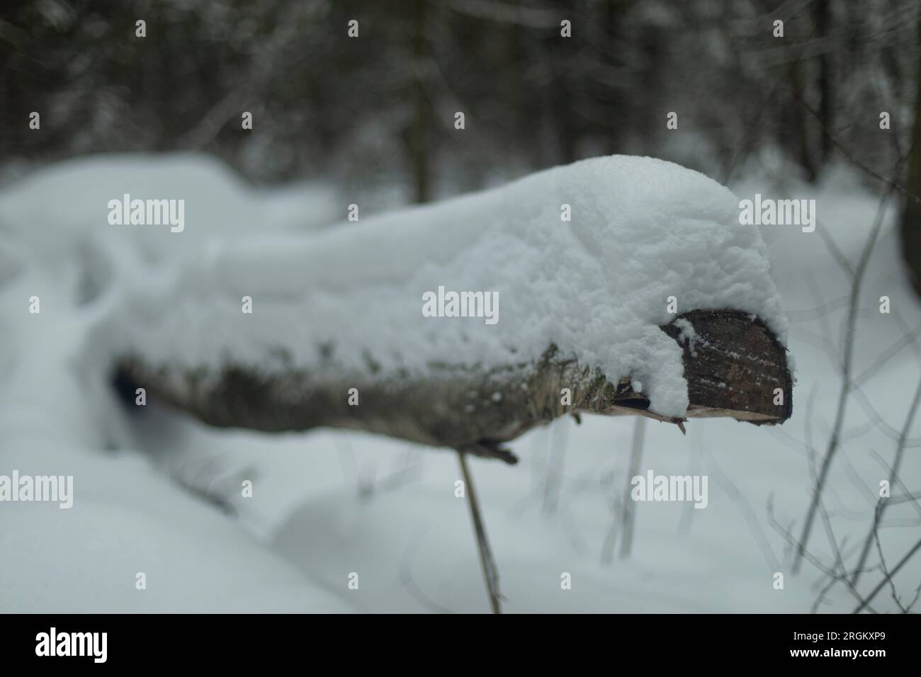 Broken tree in snow. Snow on log. Dry sawn wood. Snowy winter in forest ...