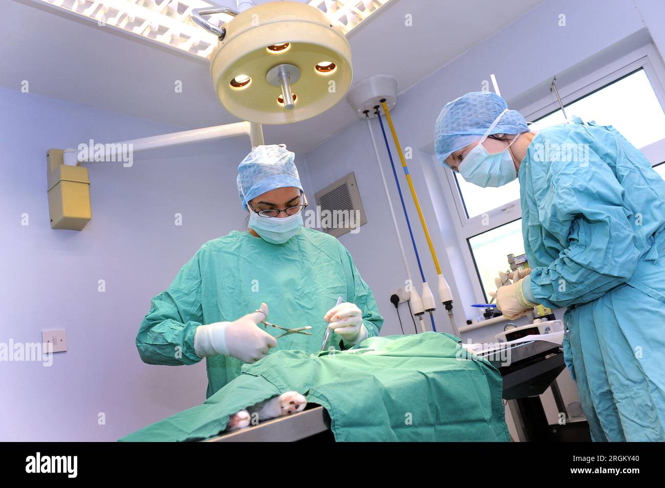 Veterinary surgeon and nurse operating on pet animal Stock Photo - Alamy