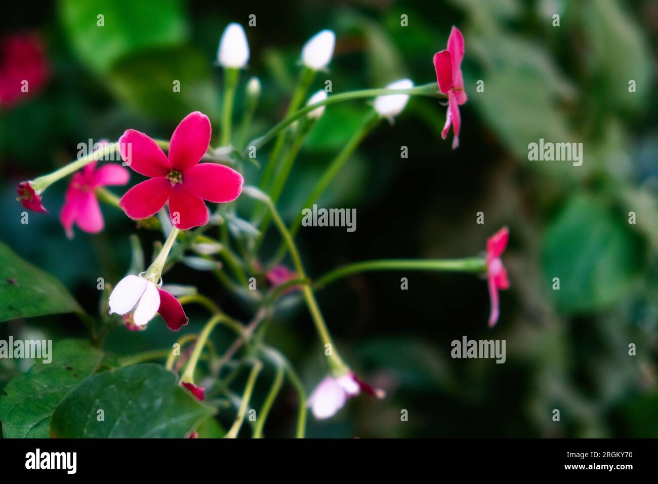 A few tiny pink flowers, a plant Stock Photo - Alamy