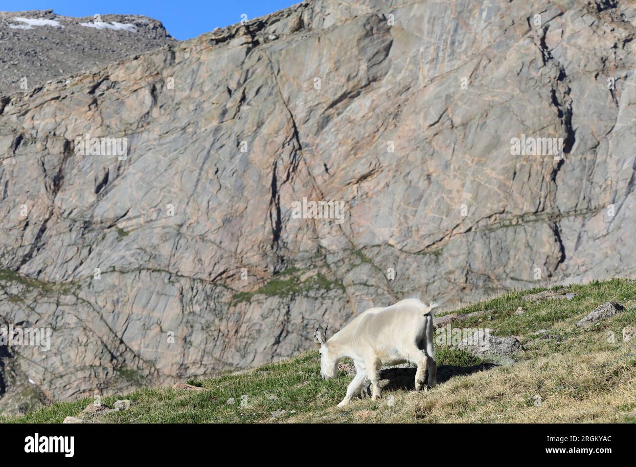 Goats of Bierstadt mountain Stock Photo - Alamy