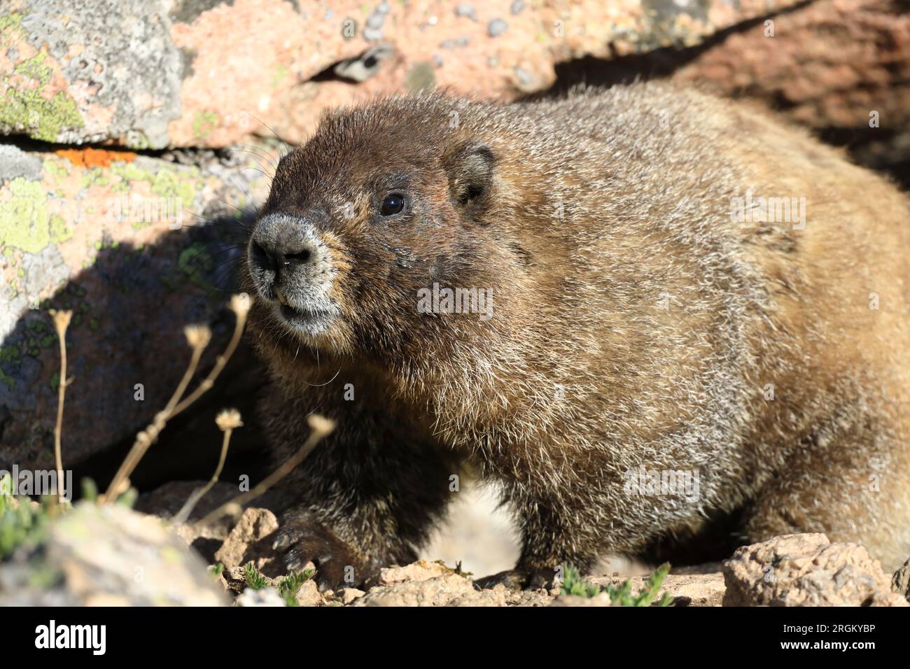 Large marmot hi-res stock photography and images - Alamy