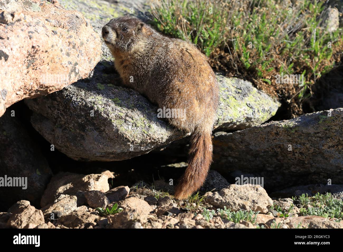 Herbivores hi-res stock photography and images - Alamy