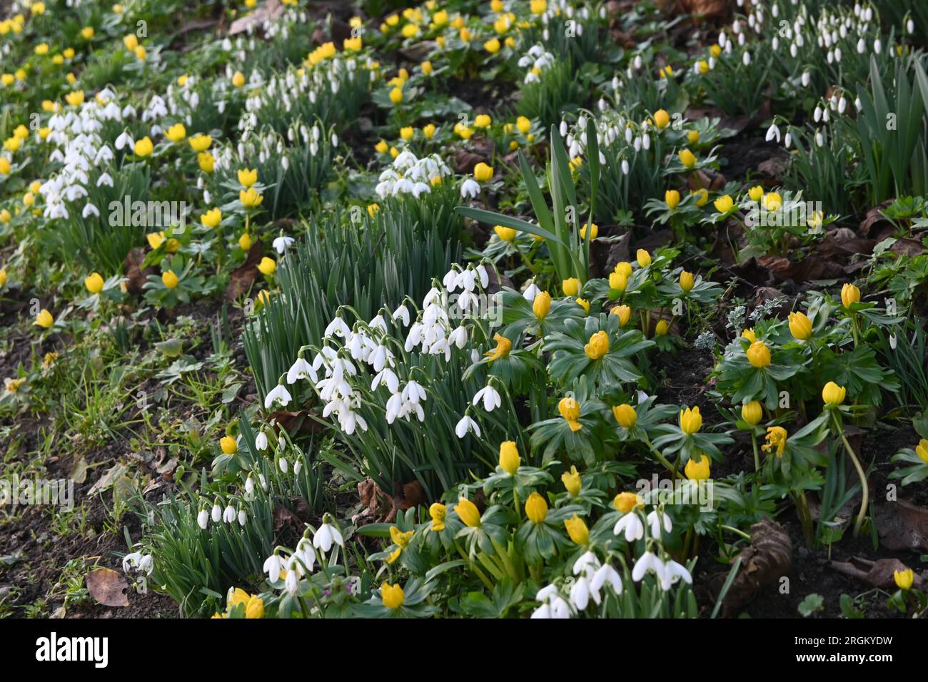 winter aconites and snowdrops Stock Photo - Alamy