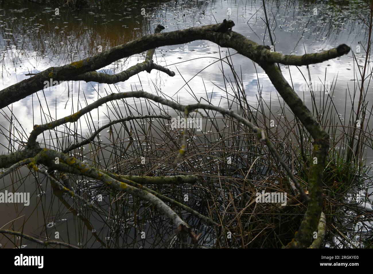 Pond plants concept hi-res stock photography and images - Alamy