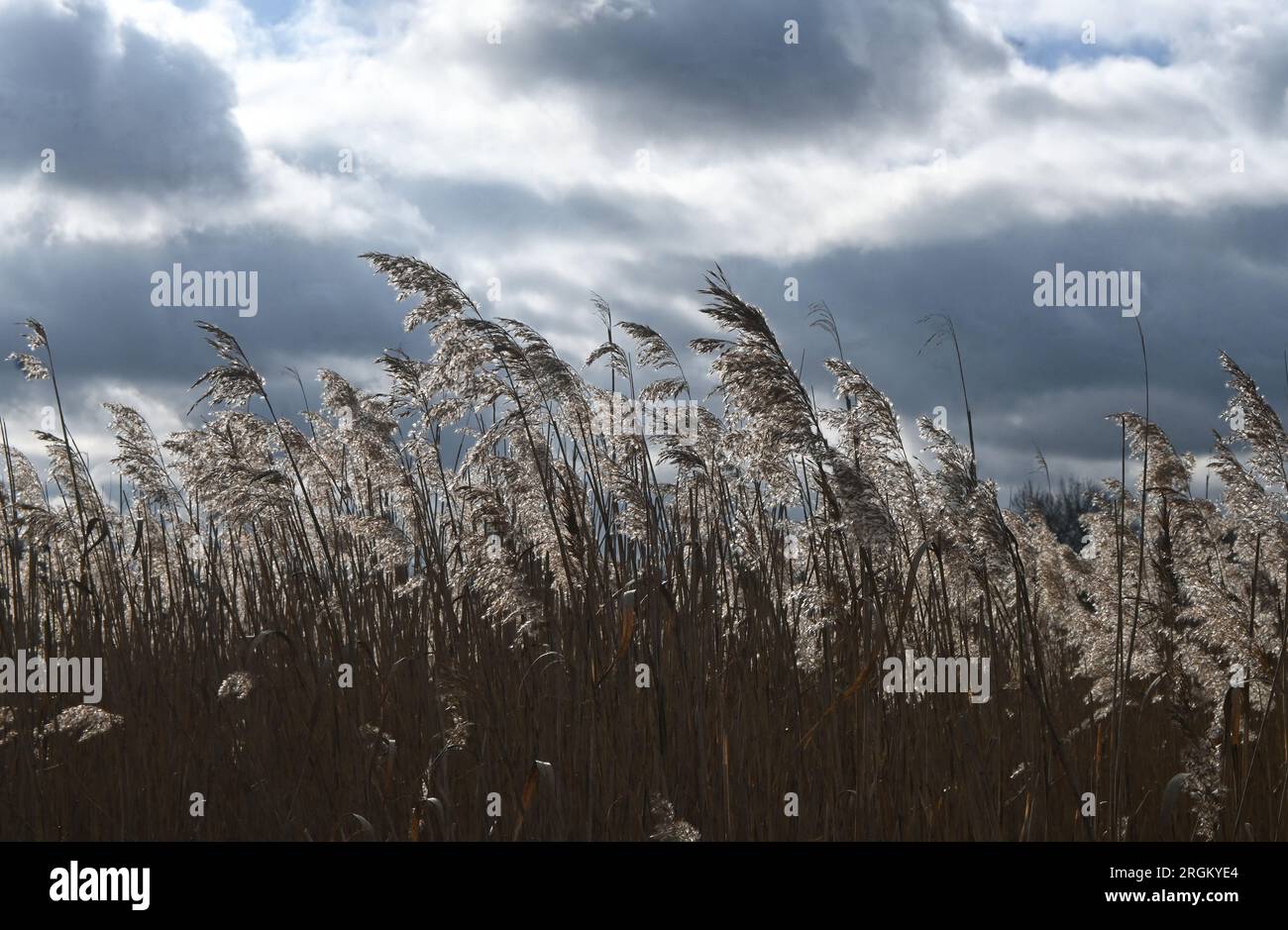 Wind windy reed bed hi-res stock photography and images - Alamy