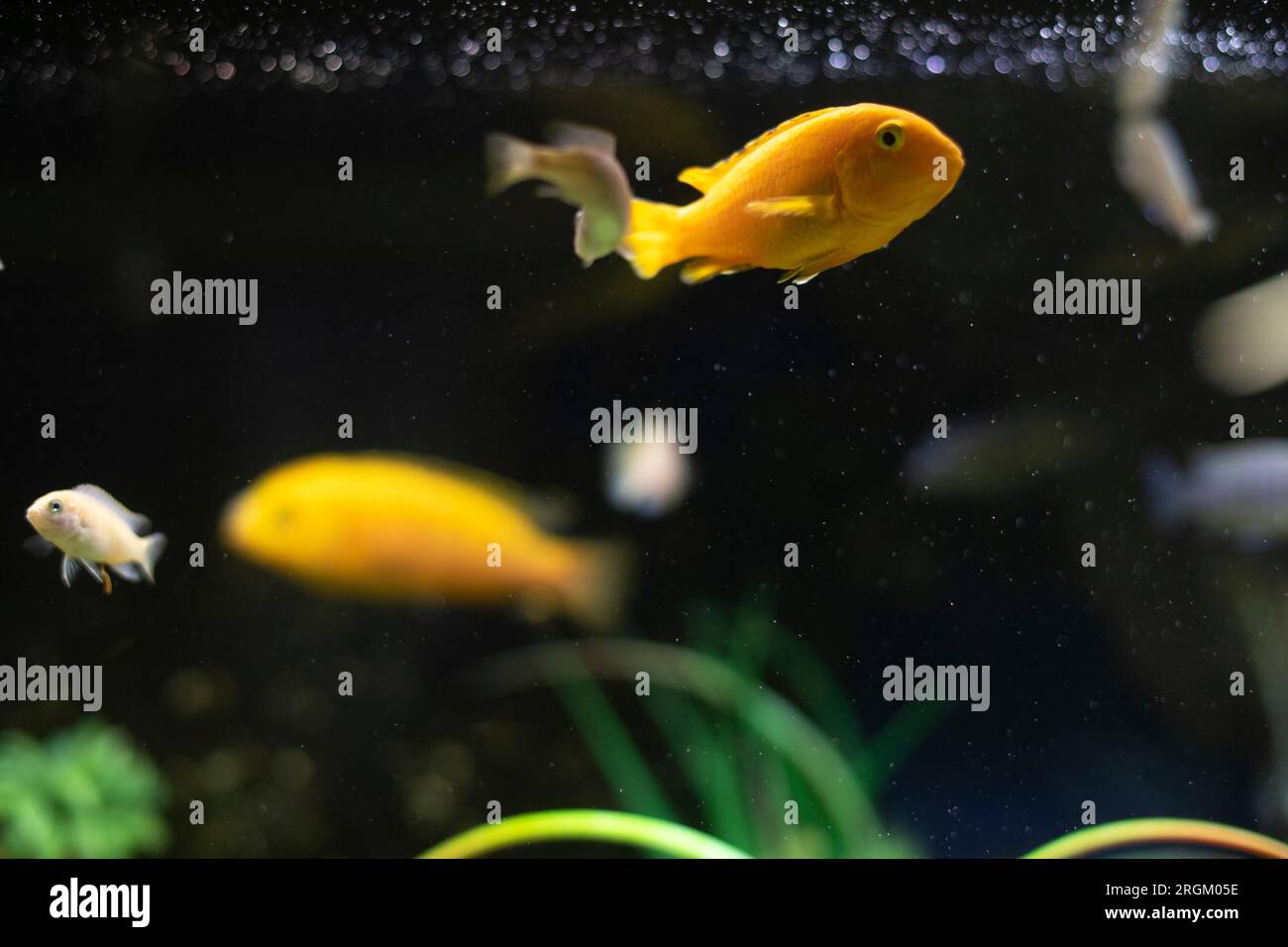 Fish in aquarium. Flora and fauna in sea. Fish swim in water. Details ...