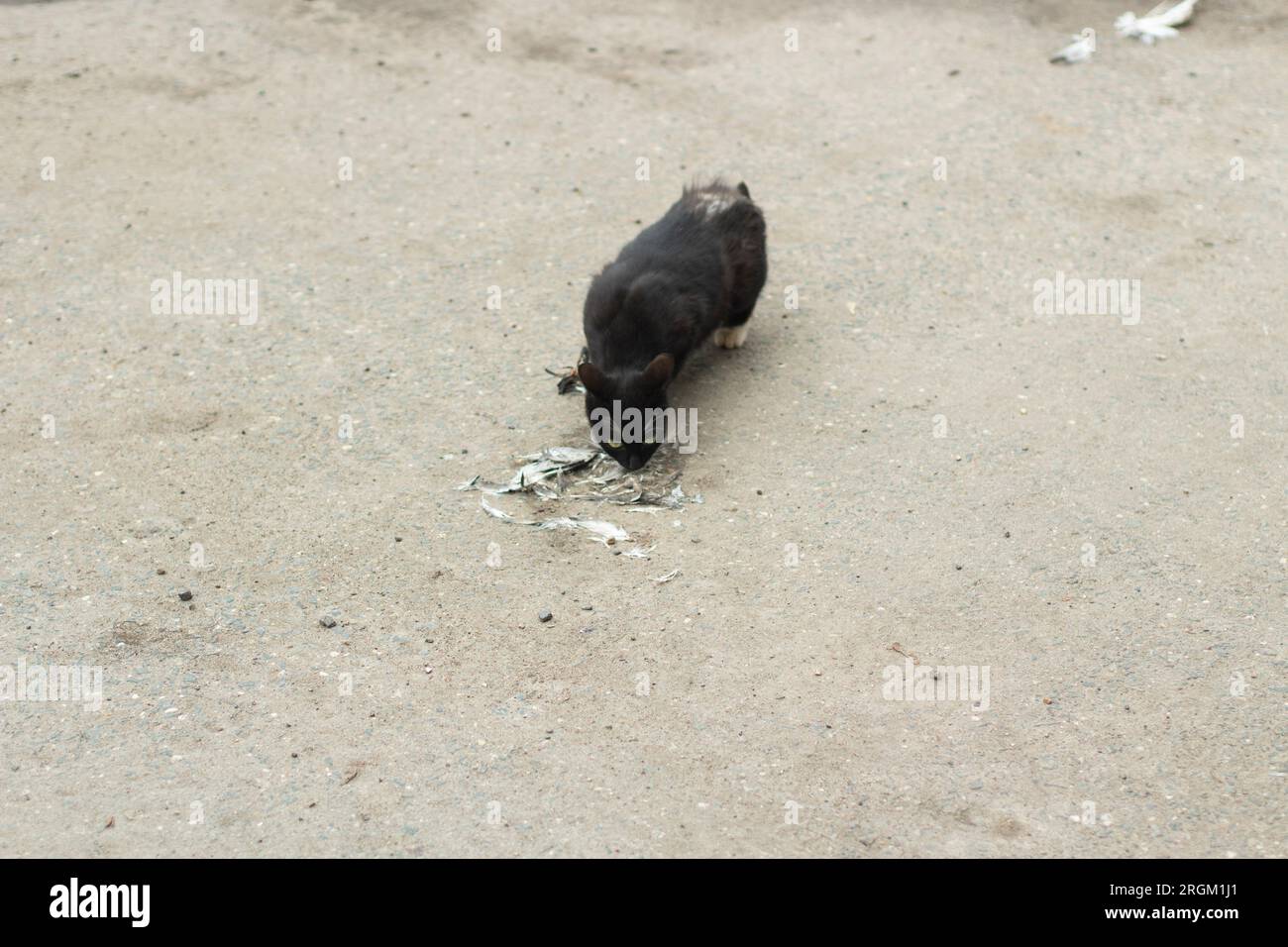 Cat eats dead pigeon. Stray cat eats remains of bird on road. Animal ...