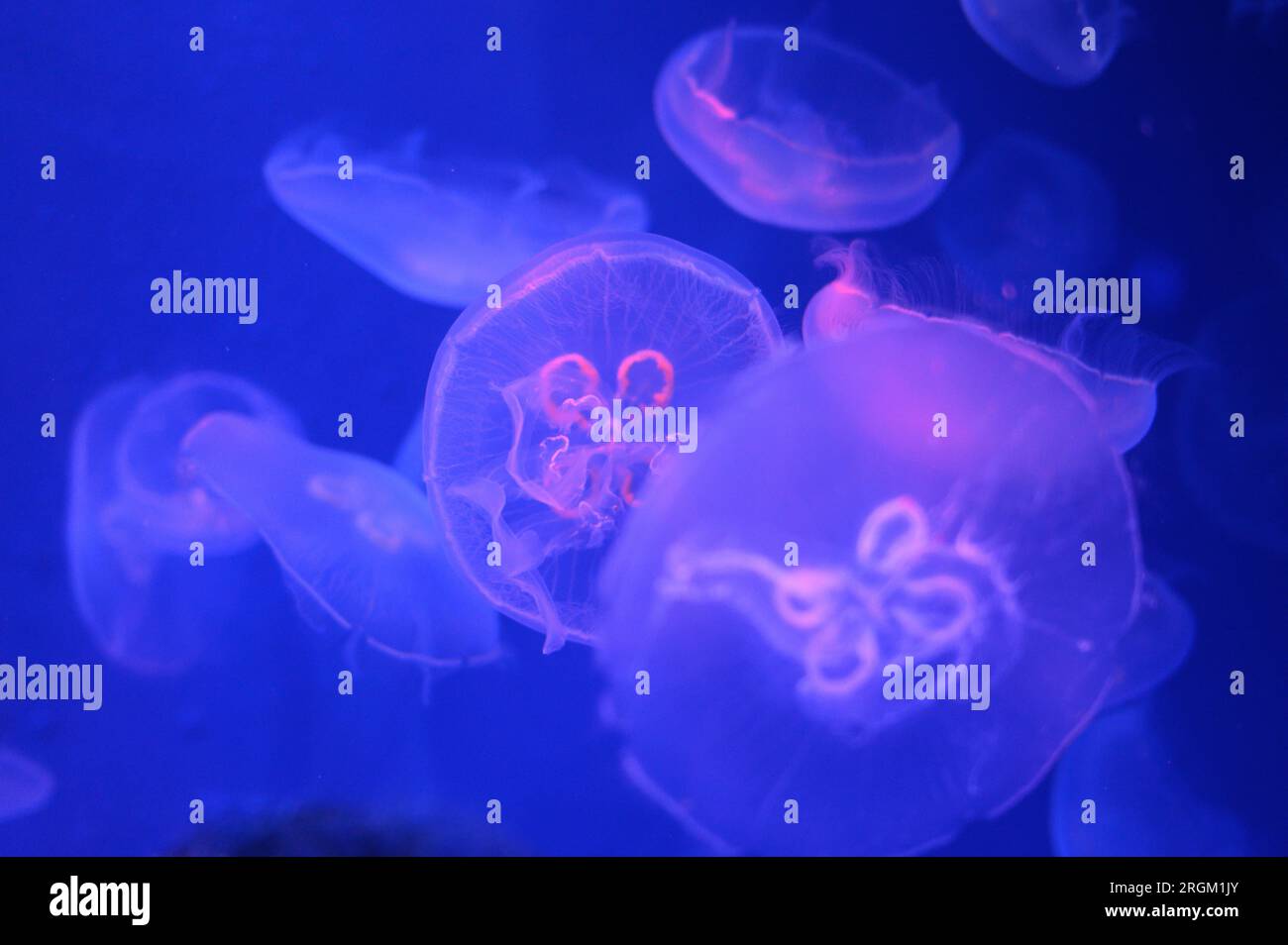 Group of jellyfishes hi-res stock photography and images - Alamy