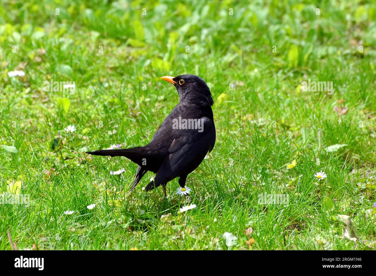 Common blackbird, Eurasian blackbird, Amsel, Merle noir, Turdus merula ...