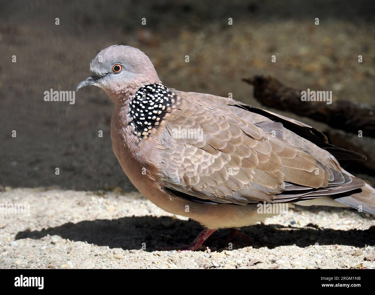 Tourterelle streptopelia chinensis hi-res stock photography and images ...