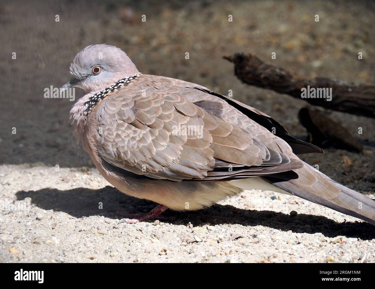 Tourterelle streptopelia chinensis hi-res stock photography and images ...