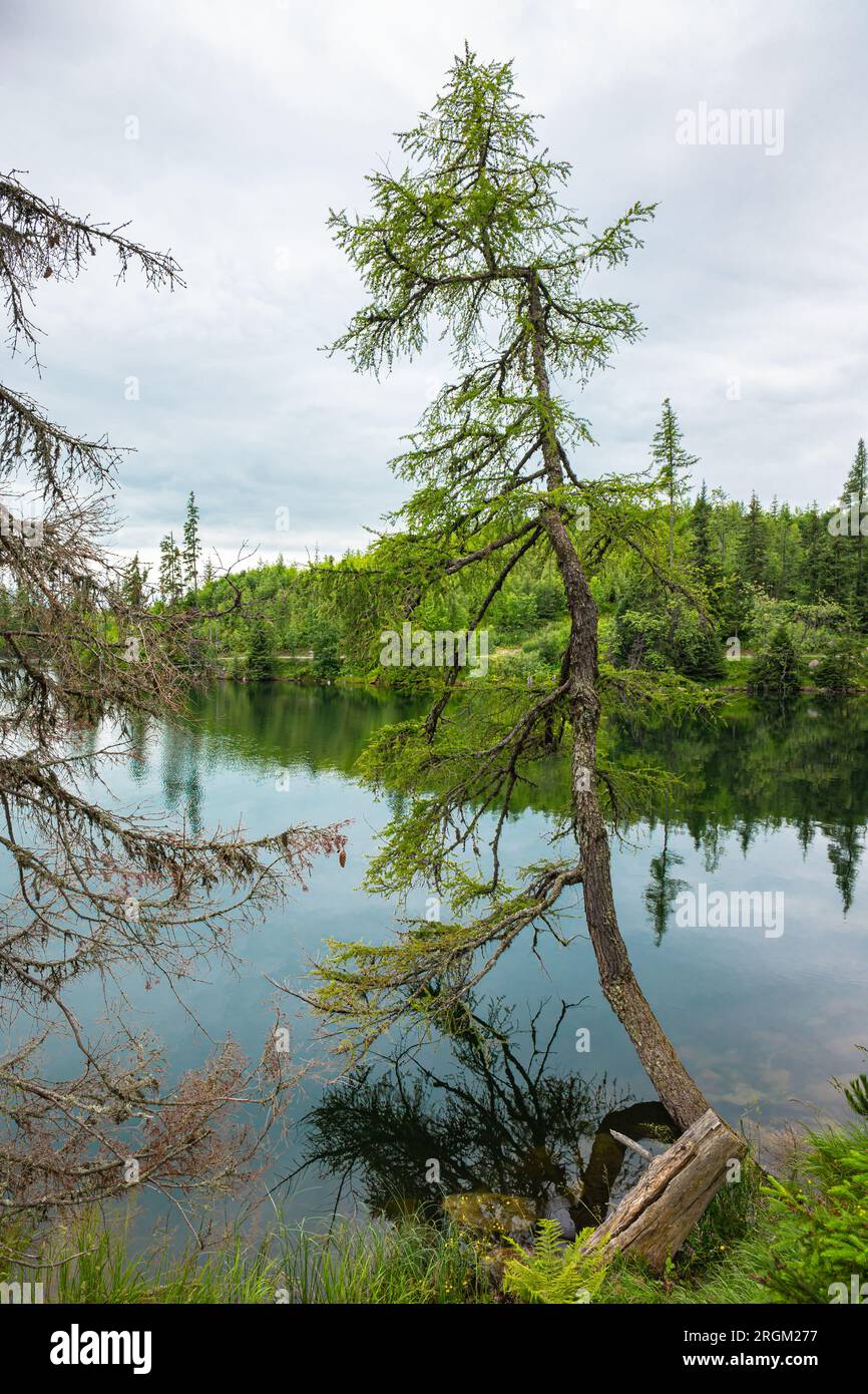 Larch larix evergreen trees hi-res stock photography and images - Alamy