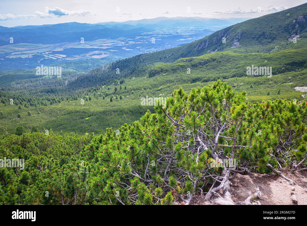 Landscape view of a forest of dwarf mountain pines (Pinus mugo) on the ...