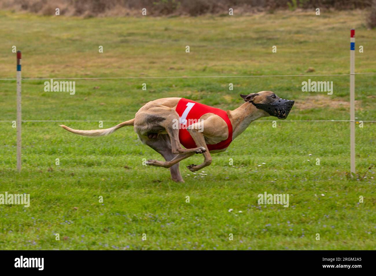 Racing demon hi-res stock photography and images - Alamy