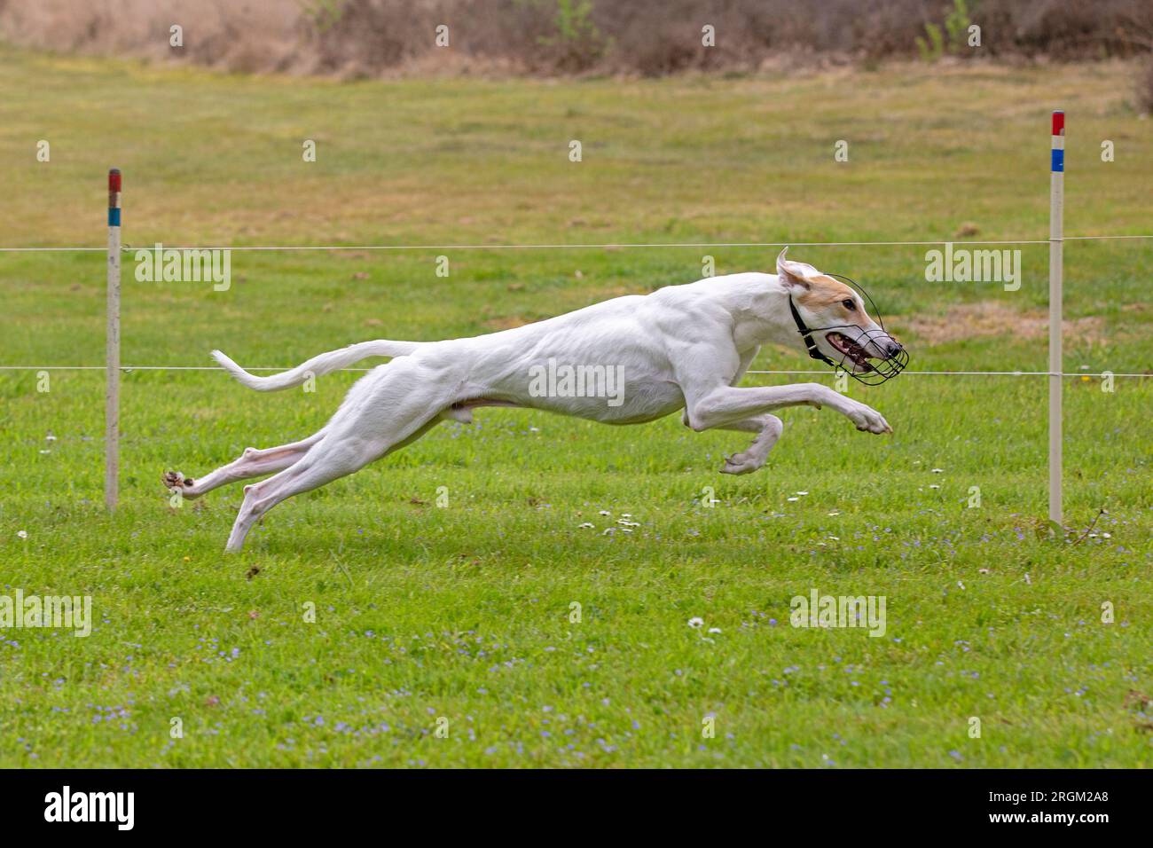 Cross greyhound hi-res stock photography and images - Alamy