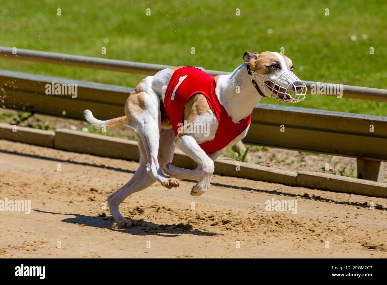 Italian Greyhounds Racing
