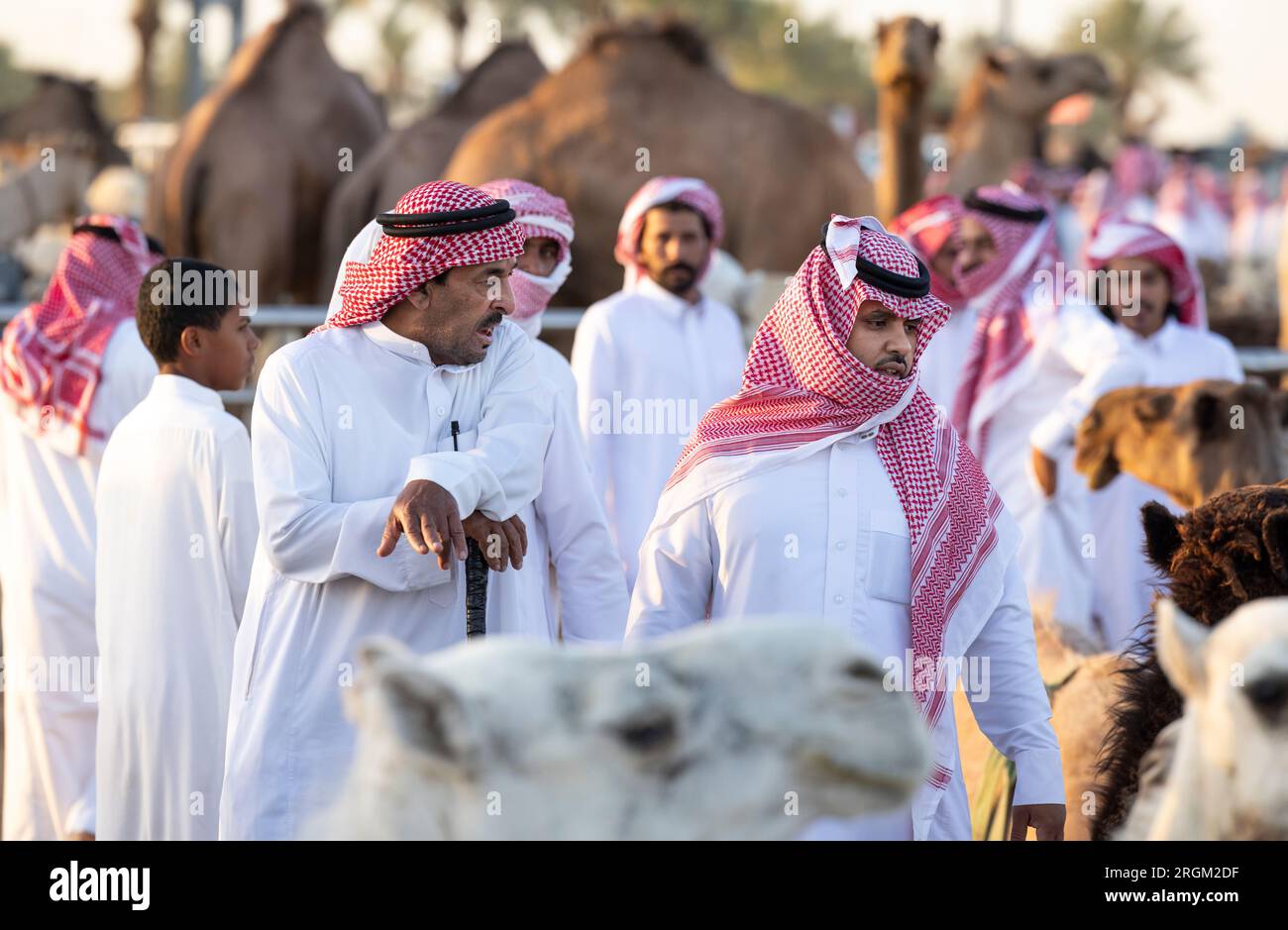 Buraydah, Saudi Arabia, 4th August 2023: soudi men at a camel market ...