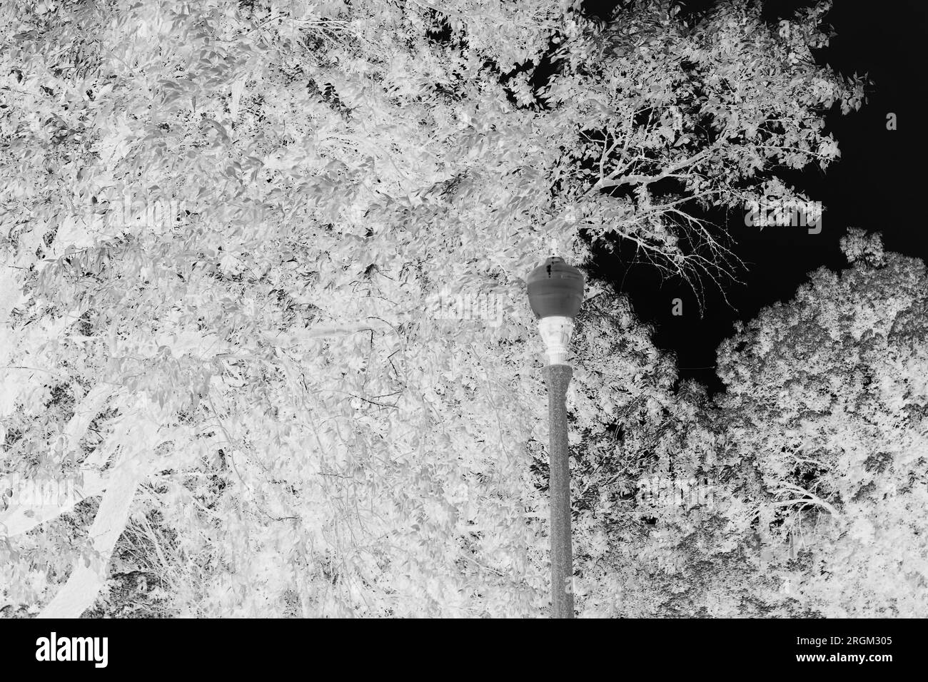 Typical urban street lamp standing in the park in a black and white ...