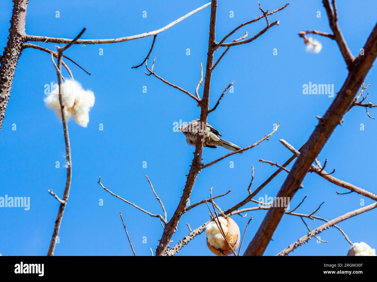Pigeon in top of a tree view from down under Stock Photo - Alamy