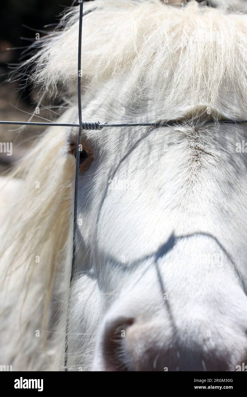 Beautifull White pony looking behind a fence Stock Photo - Alamy