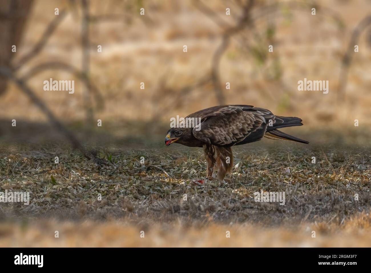 Hawk eating meat hi-res stock photography and images - Alamy