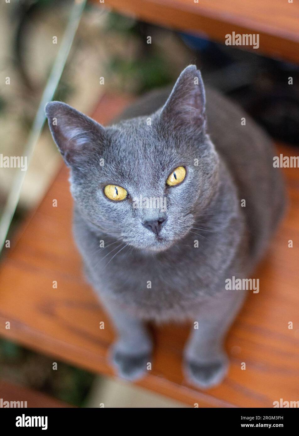 Chartreux Cat - grey cat with yellow eyes Stock Photo - Alamy