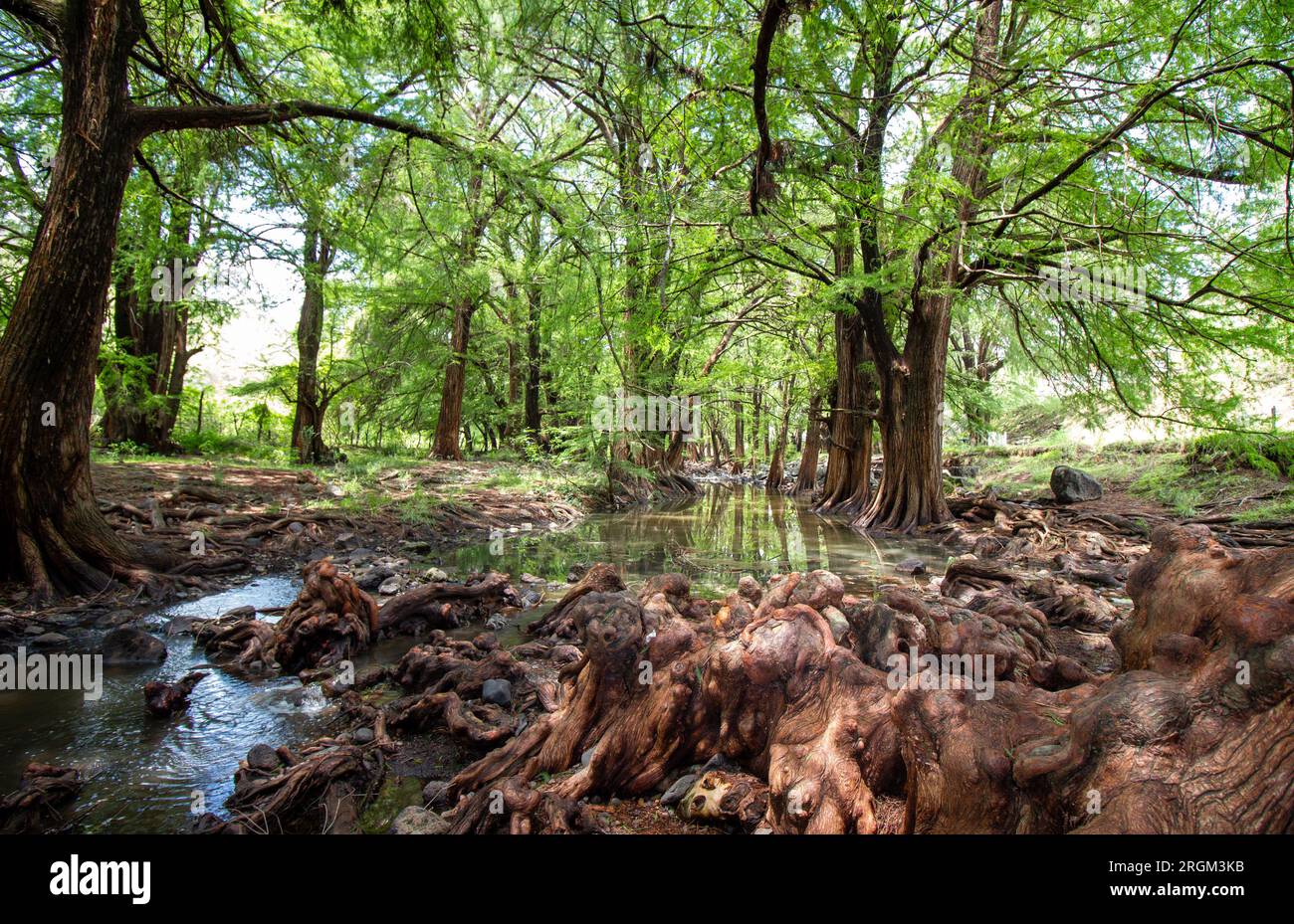 Ancient Trees by the River: Majestic Beauty Amongst Rocks Stock Photo ...