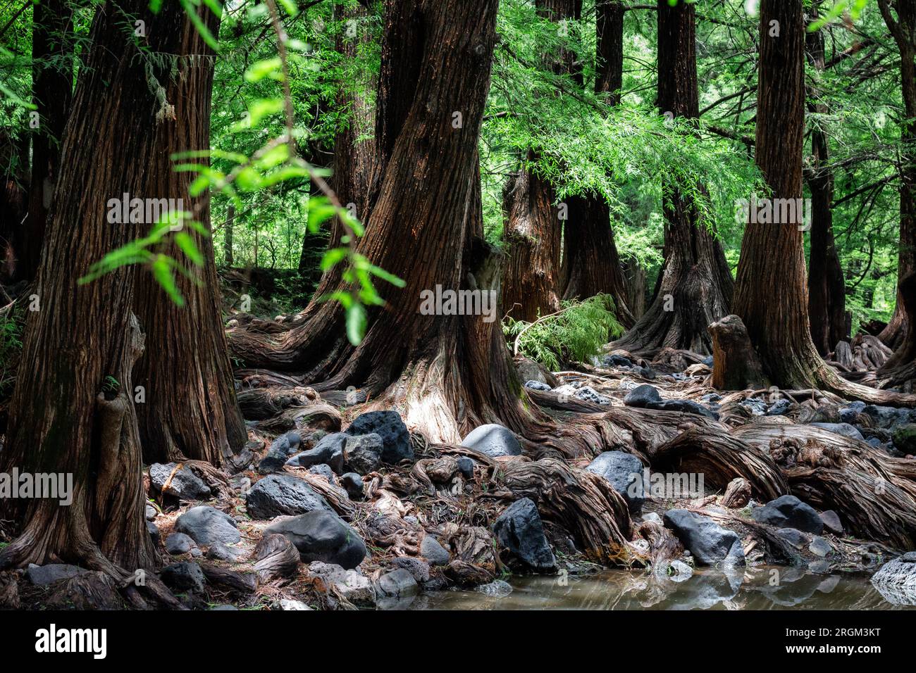 Ancient Trees by the River: Majestic Beauty Amongst Rocks Stock Photo ...