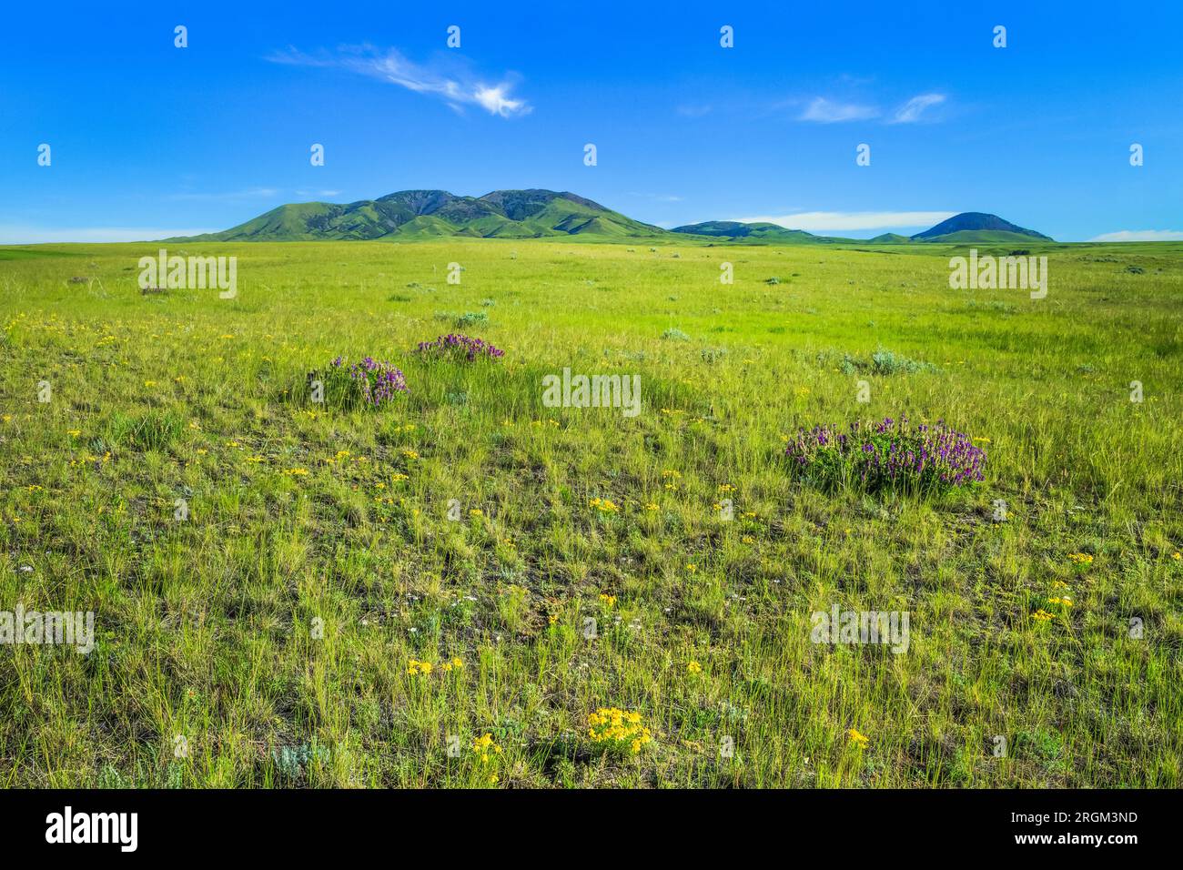 wildflowers on the prairie below east butte in the sweet grass hills ...