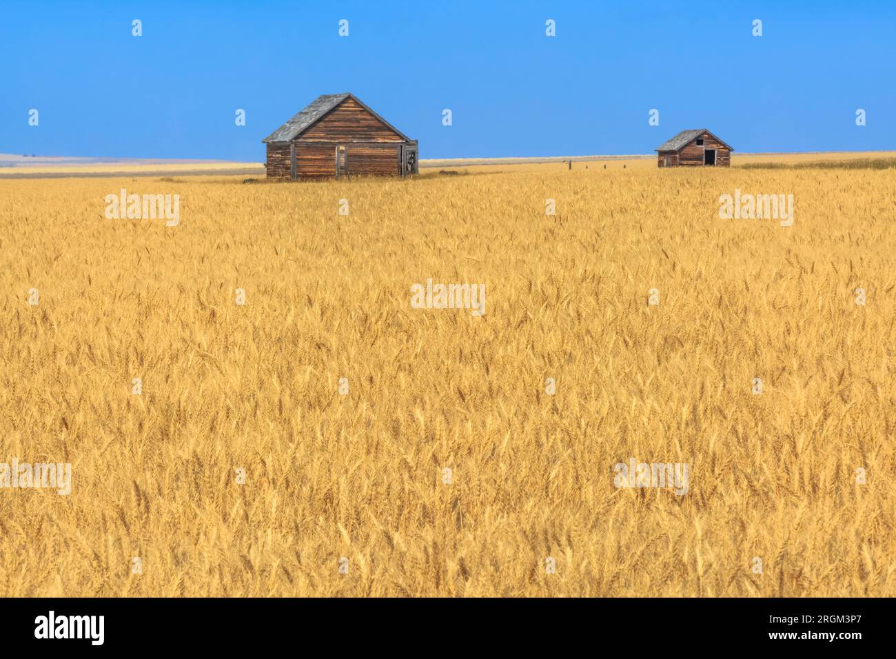old buildings in a wheat field near chester, montana Stock Photo - Alamy