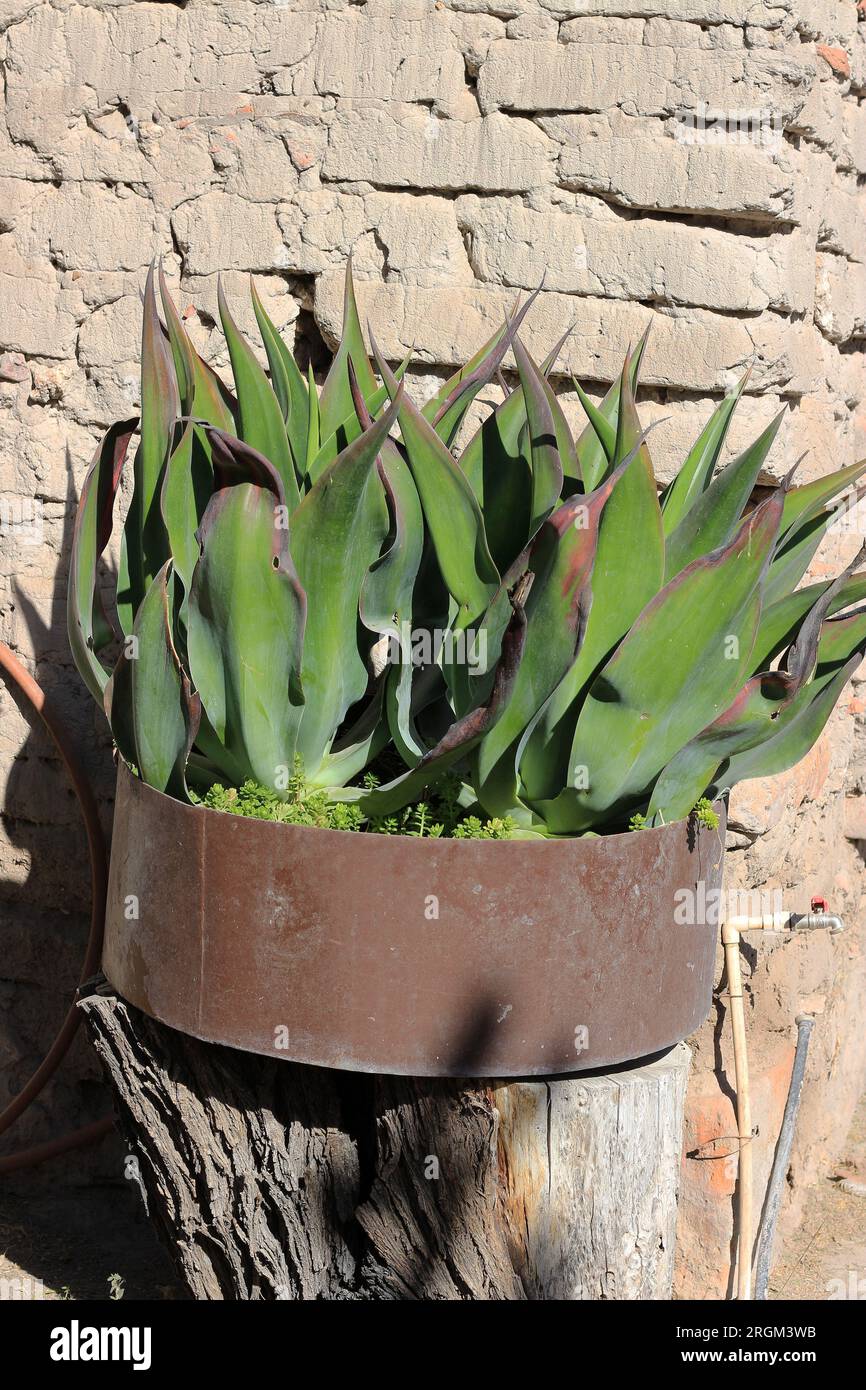 agave in a pot Infront of a mud brick wall Stock Photo - Alamy