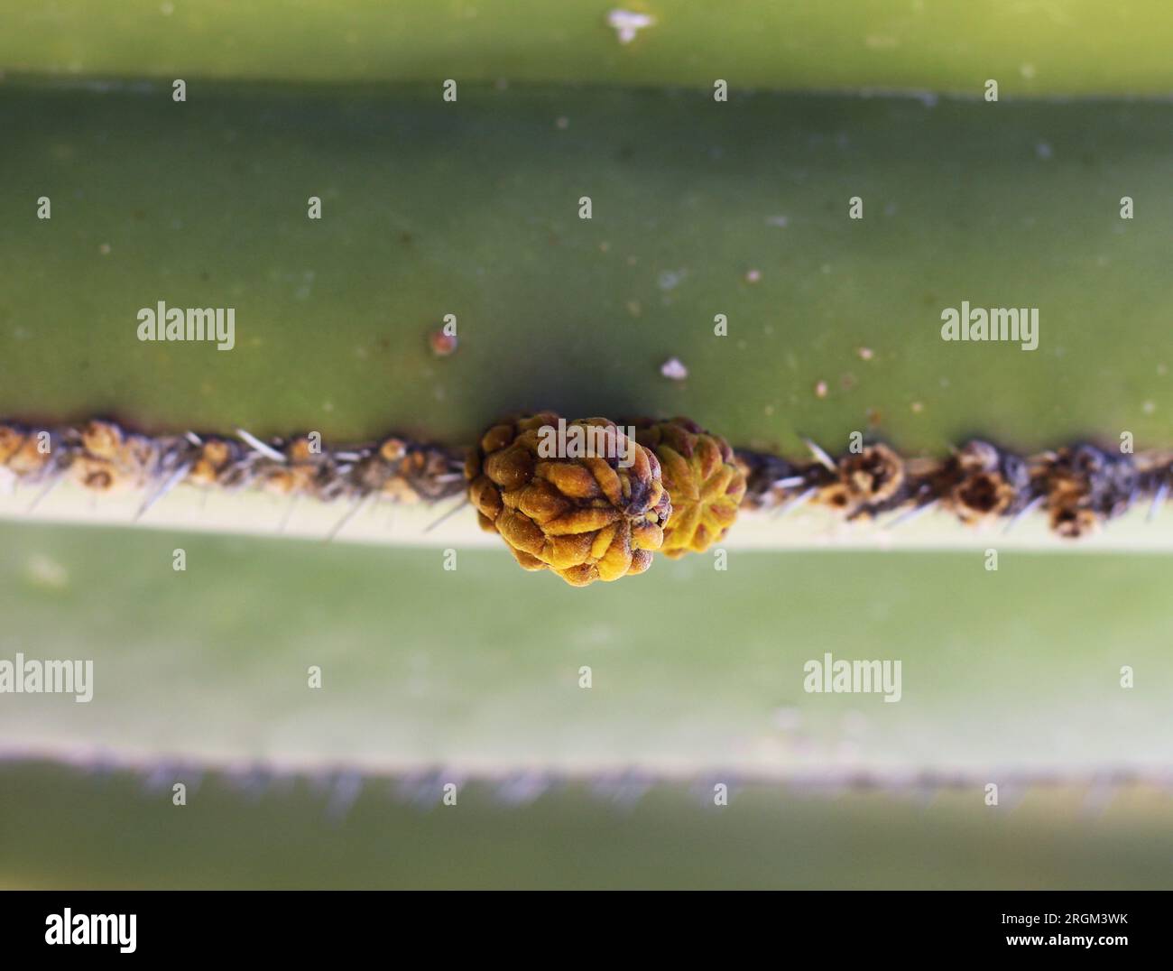 Cactus seed hi-res stock photography and images - Alamy