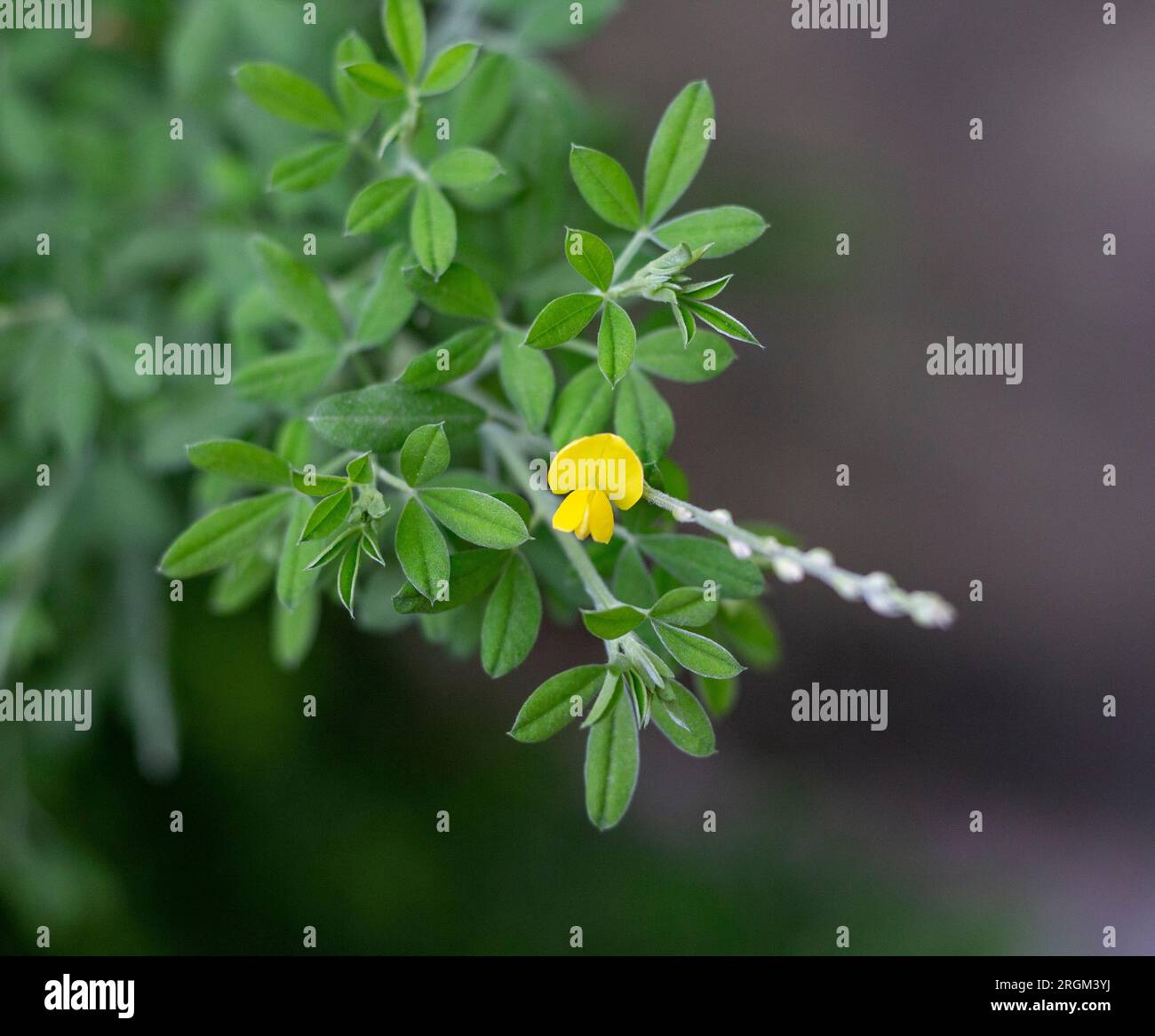 Loto loto sp hi-res stock photography and images - Alamy