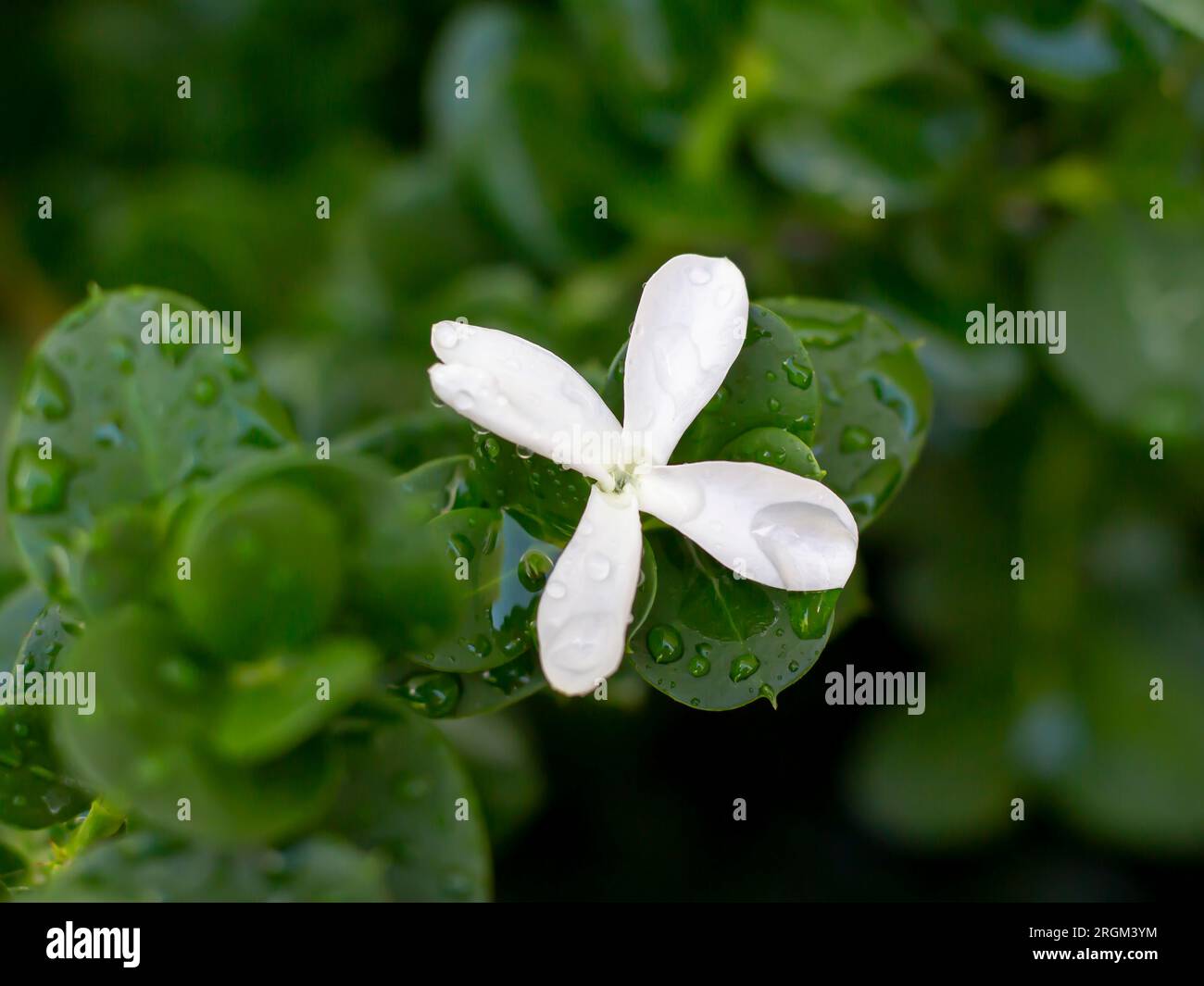 Wet white flower hi-res stock photography and images - Alamy
