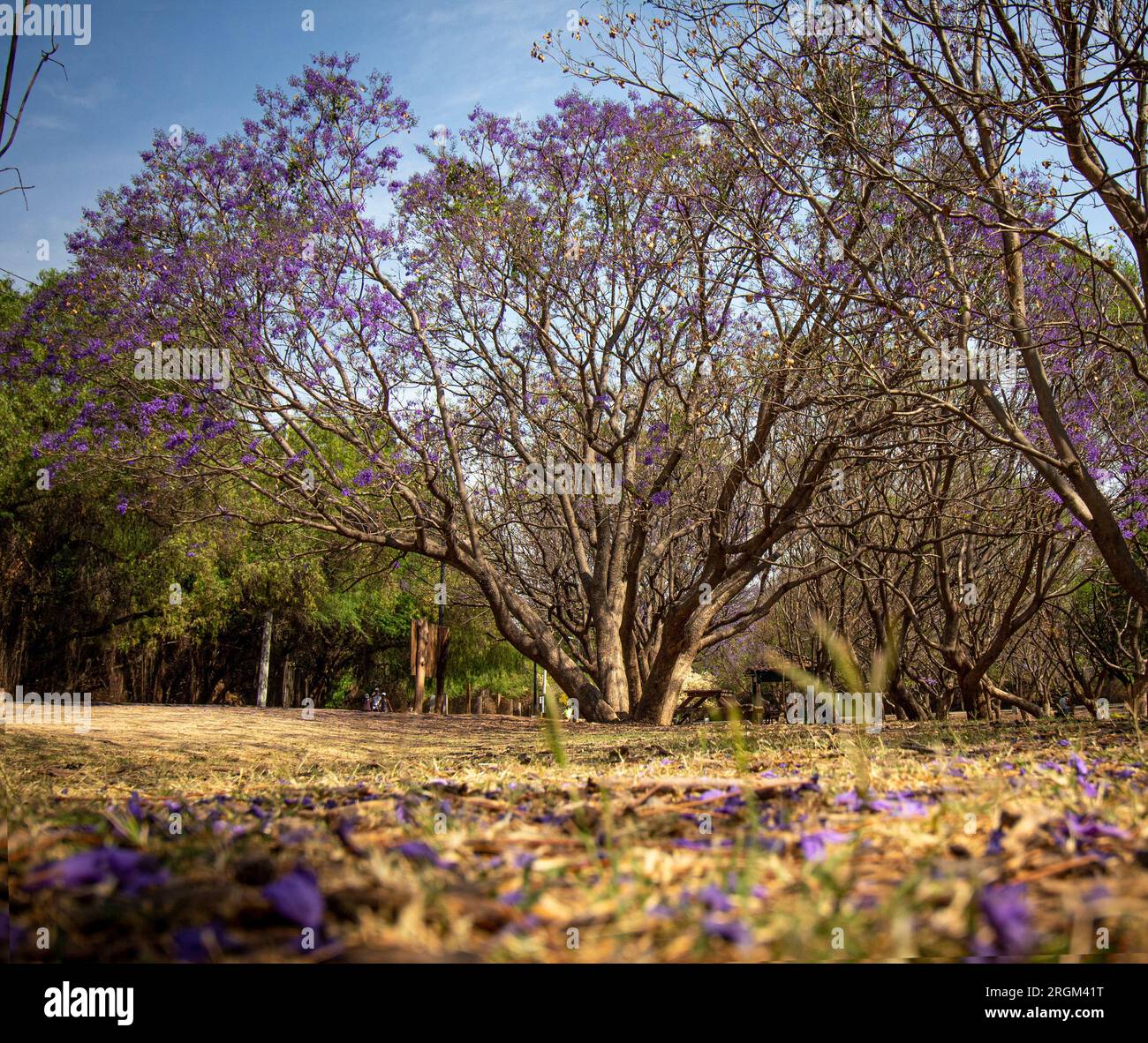 Blooming Jacaranda Tree Stock Photo - Alamy