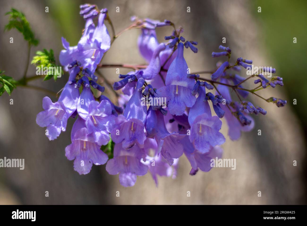 Jacaranda leaves hi-res stock photography and images - Alamy