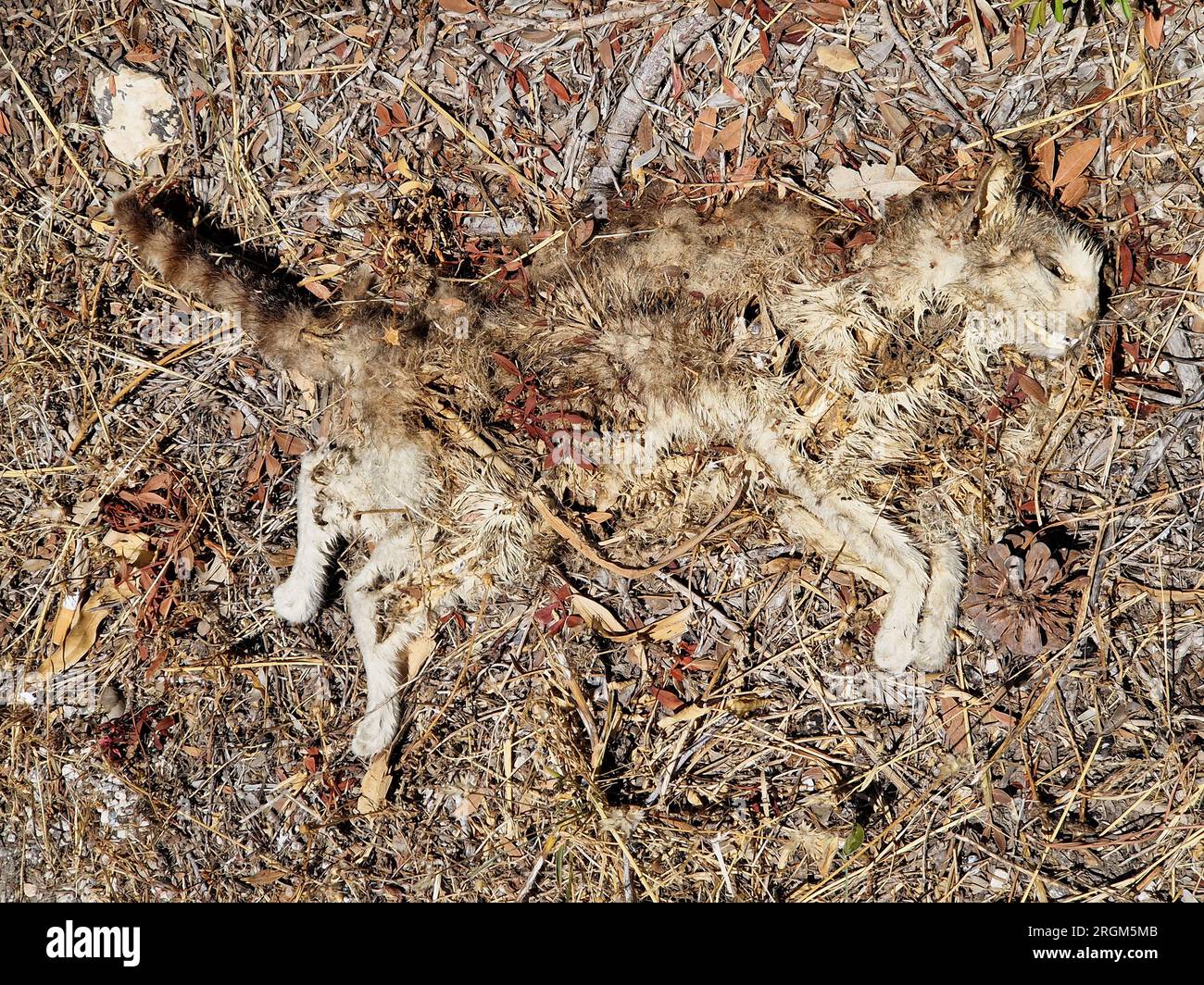 Dryed corpse hi-res stock photography and images - Alamy
