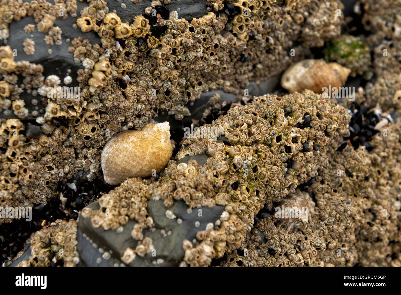 Dog whelks on rock covered in barnacles Stock Photo - Alamy