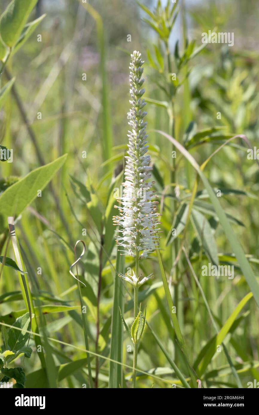 White culver's root flowers blooming in the prairie on a summer day in ...