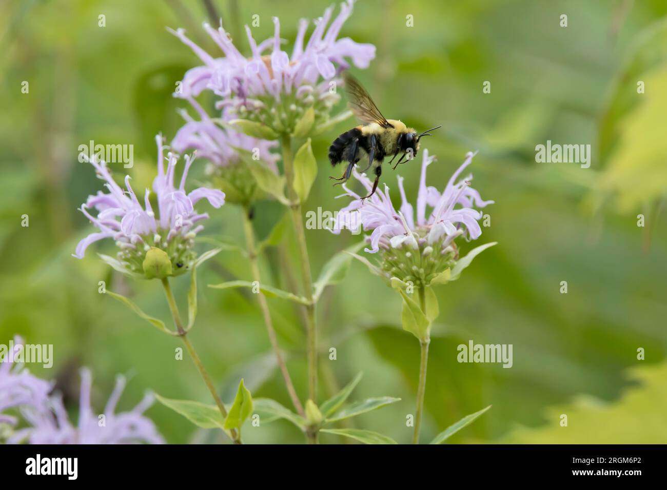 Side view of a brown belted bumblebee in flight near bee balm flowers ...
