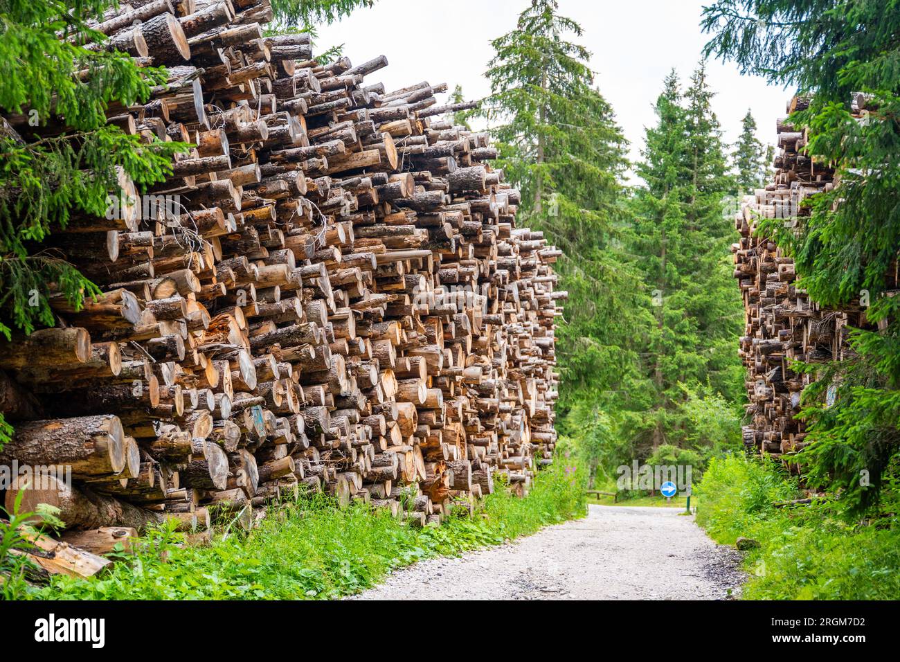 Piled wood logs with a muddy road in italian forest in Dolomites ...