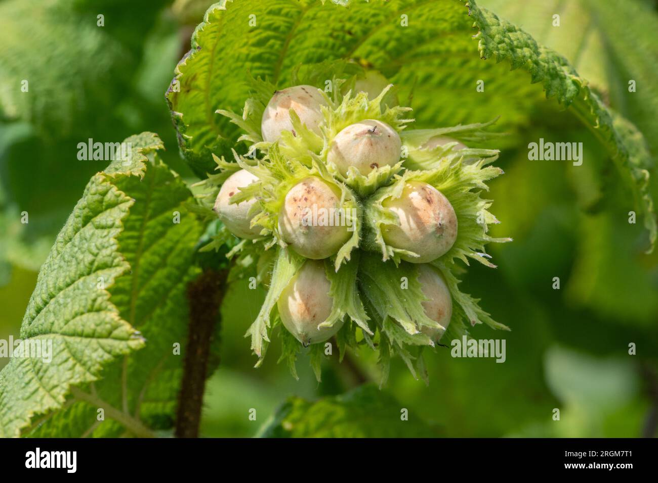 British trees hi-res stock photography and images - Alamy