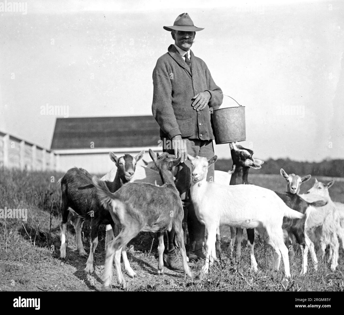 Photo of goats Black and White Stock Photos & Images - Alamy